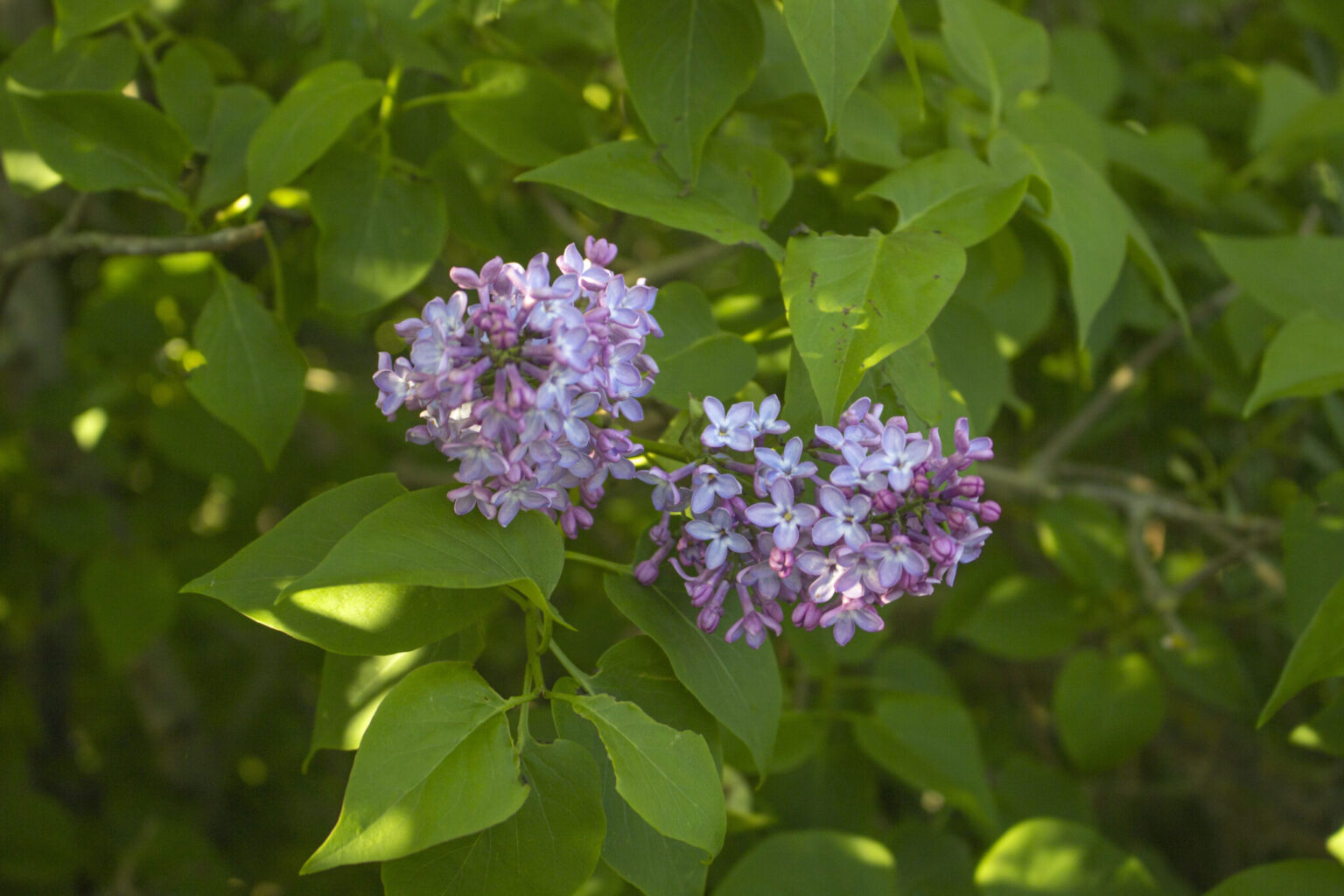 Beskæring af syrener [ Sådan gør du ] Trin for trin-guide