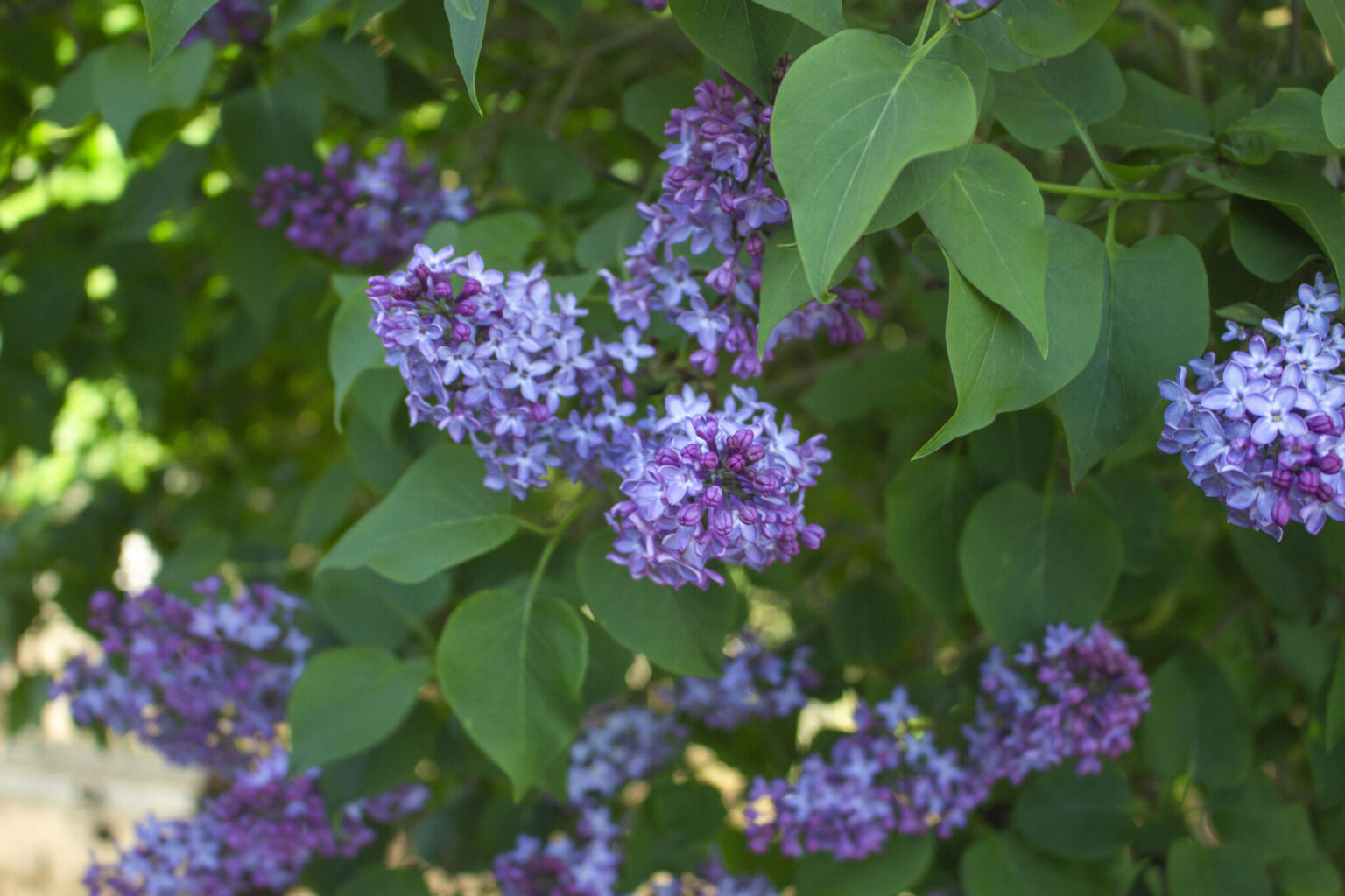 Beskæring af syrener [ Sådan gør du ] Trin for trin-guide
