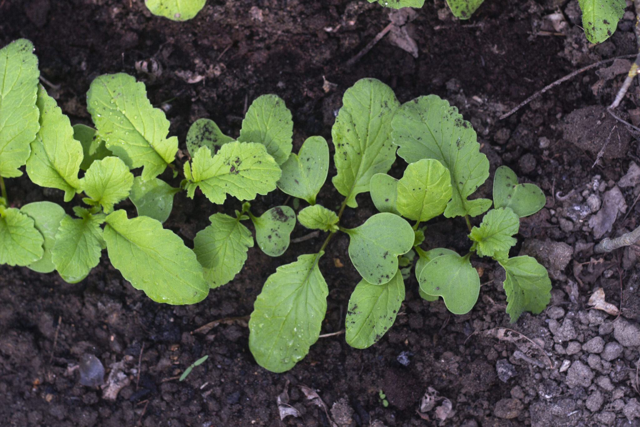 Dyrk dine egne radiser [ Guide til en tidlig høst ] Trin for trin