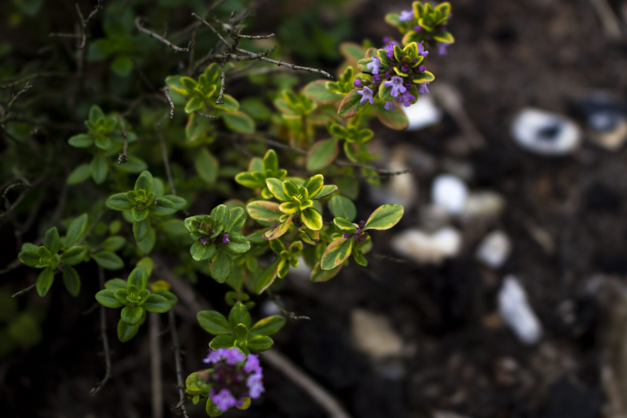 Plante timian [ Sådan dyrker du timian ] Pasning, sorter & beskæring