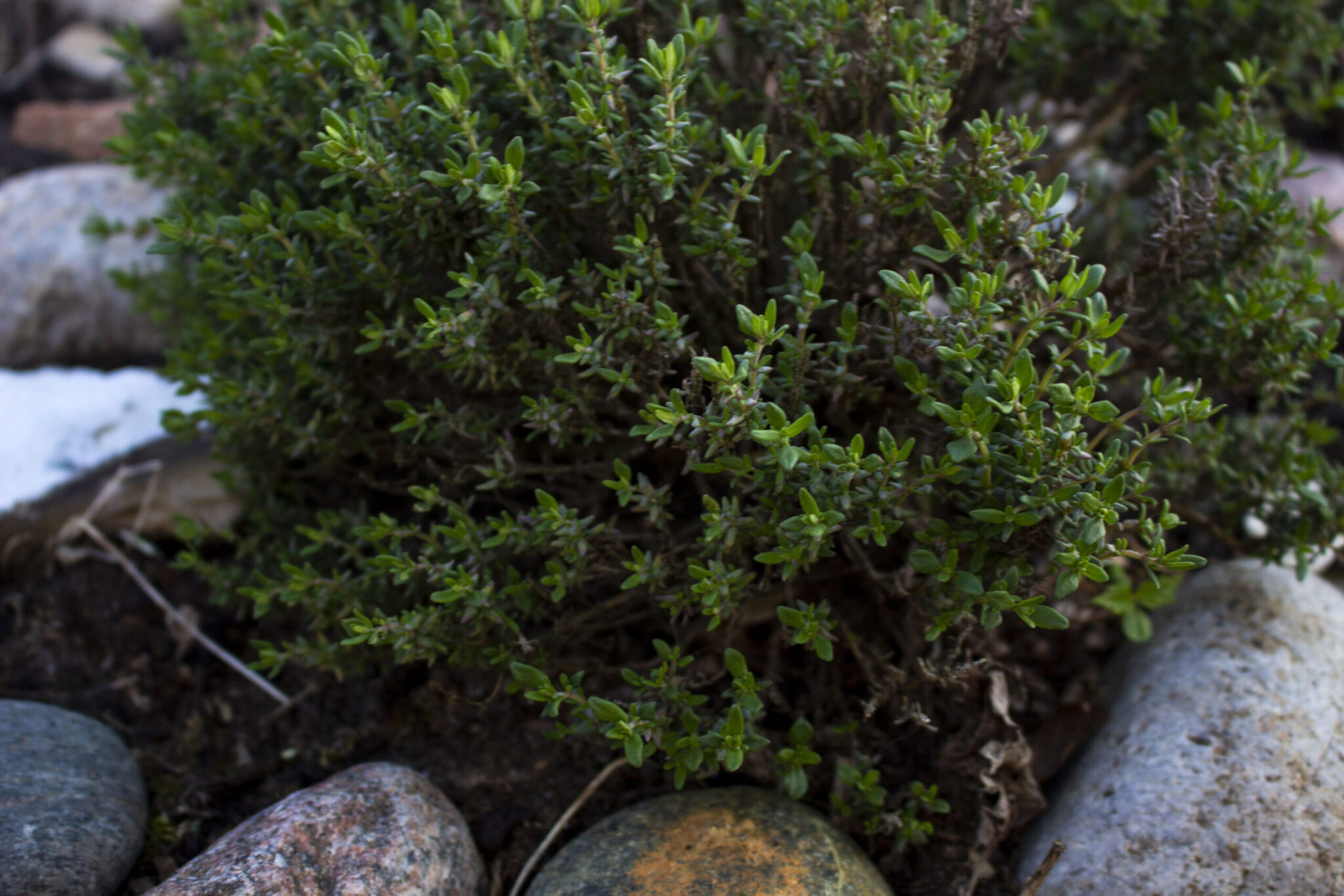 Plante timian [ Sådan dyrker du timian ] Pasning, sorter & beskæring