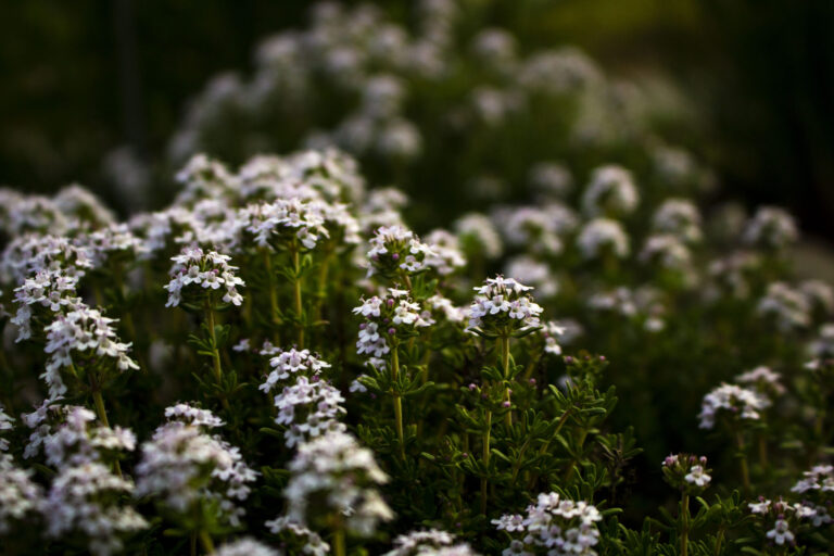 Plante timian [ Sådan dyrker du timian ] Pasning, sorter & beskæring