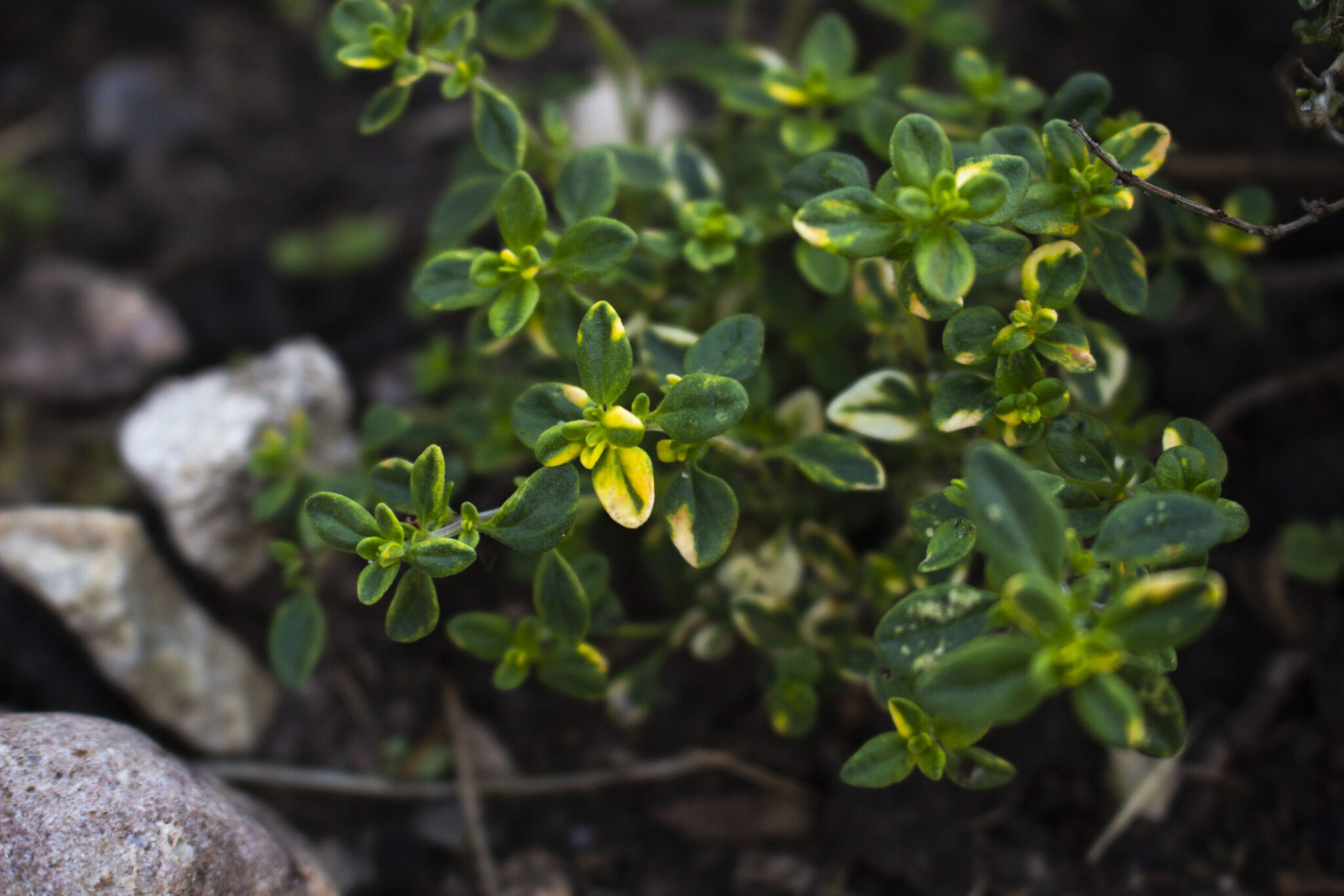 Plante timian [ Sådan dyrker du timian ] Pasning, sorter & beskæring