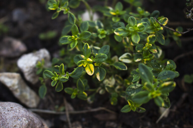 Plante timian [ Sådan dyrker du timian ] Pasning, sorter & beskæring