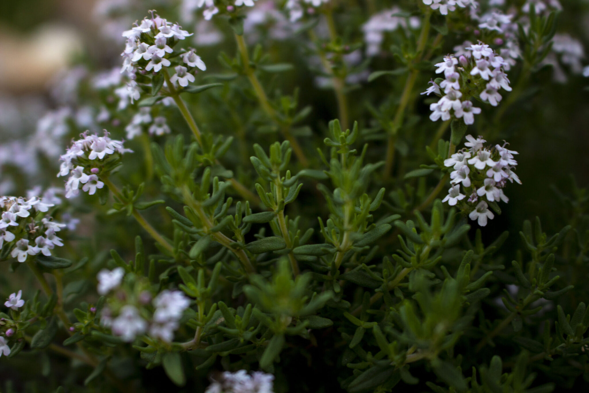 Plante timian [ Sådan dyrker du timian ] Pasning, sorter & beskæring