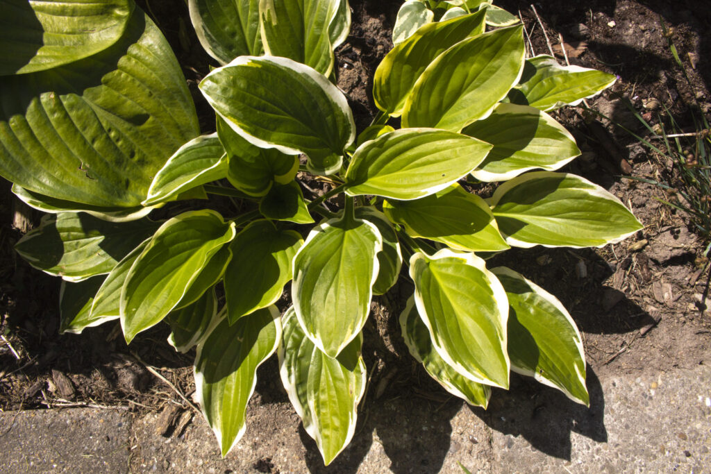 Hosta [ Sådan planter du hosta ] I krukker & i haven