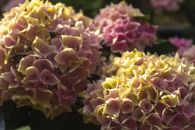 Hortensia I Din guide til udplantning & pasning af hortensia