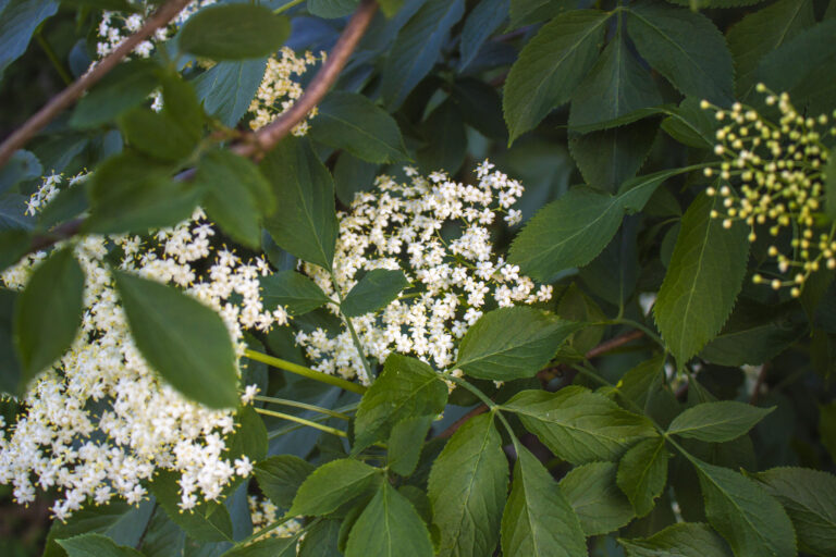 Plant hyld i haven [ Guide til sorter, udplantning, beskæring ] Med ...