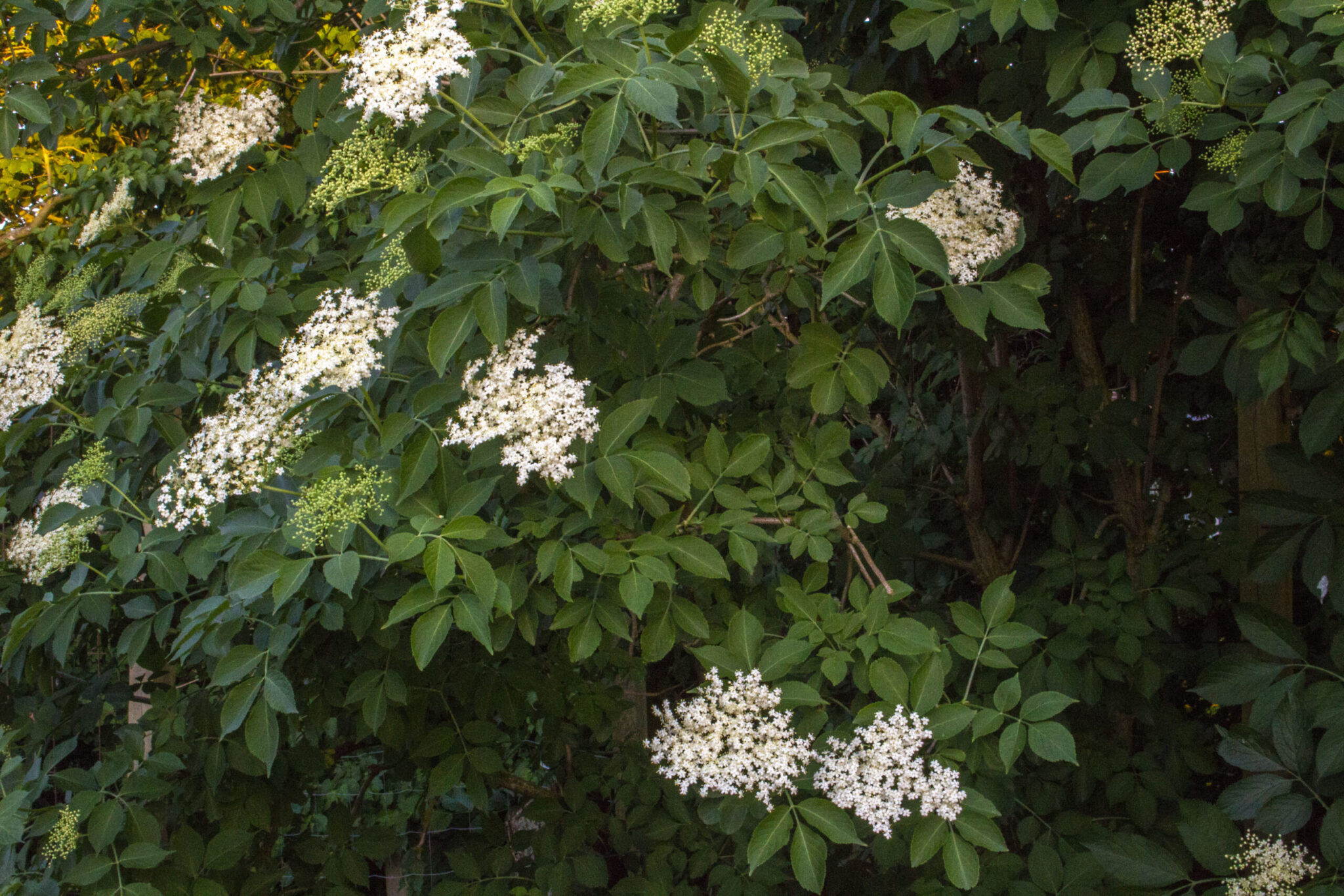 Plant hyld i haven [ Guide til sorter, udplantning, beskæring ] Med ...