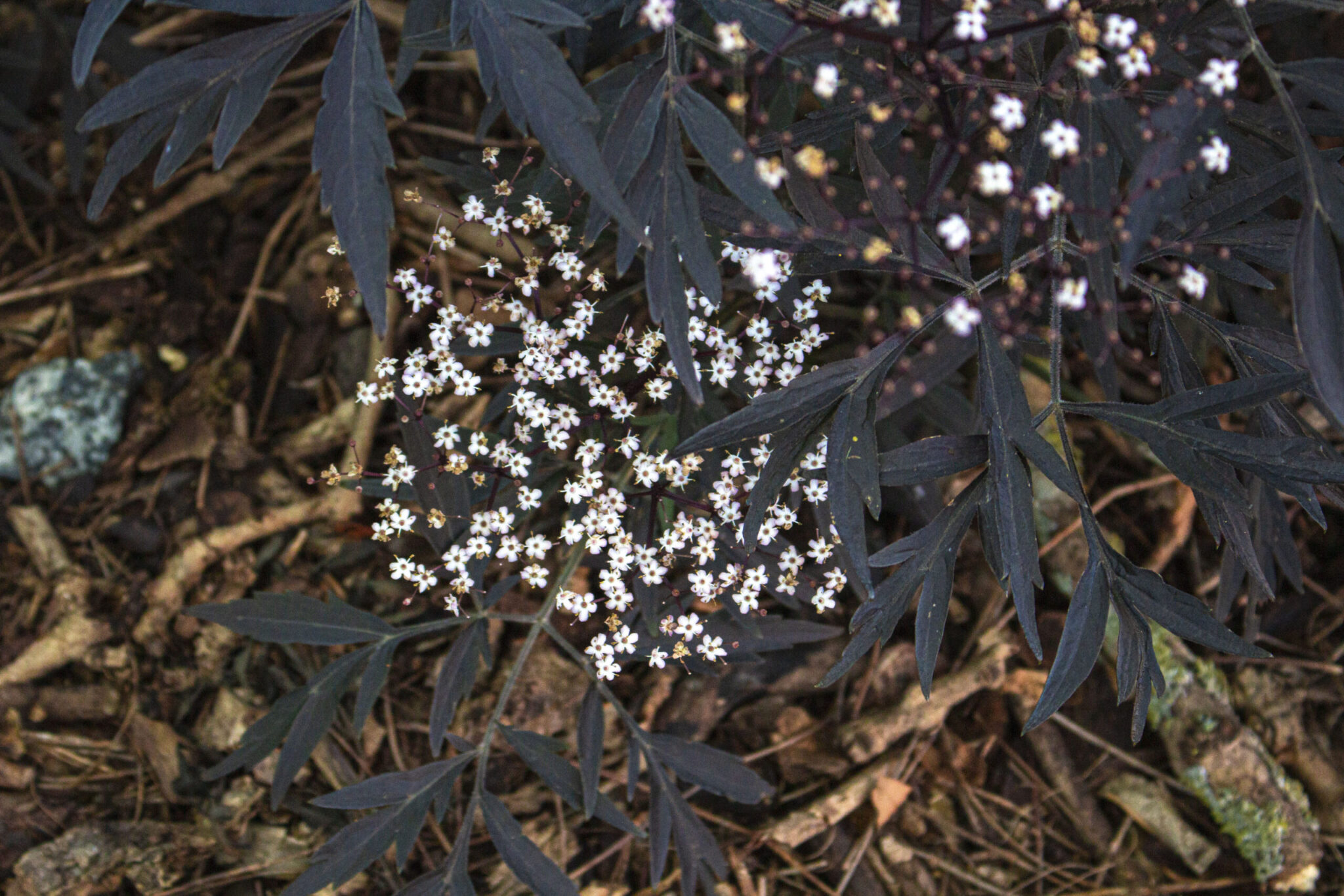 Plant hyld i haven [ Guide til sorter, udplantning, beskæring ] Med ...