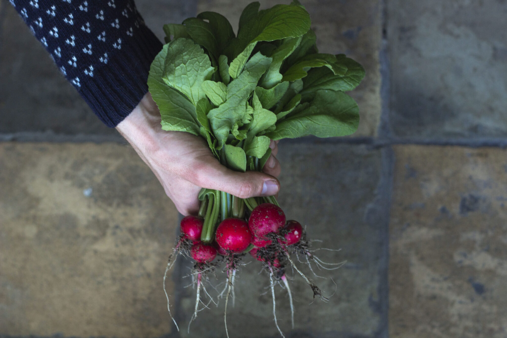 Dyrk dine egne radiser [ Guide til en tidlig høst ] Trin for trin