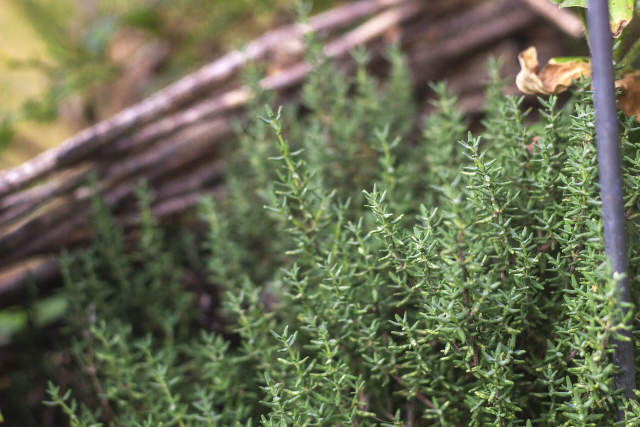 Plante timian [ Sådan dyrker du timian ] Pasning, sorter & beskæring