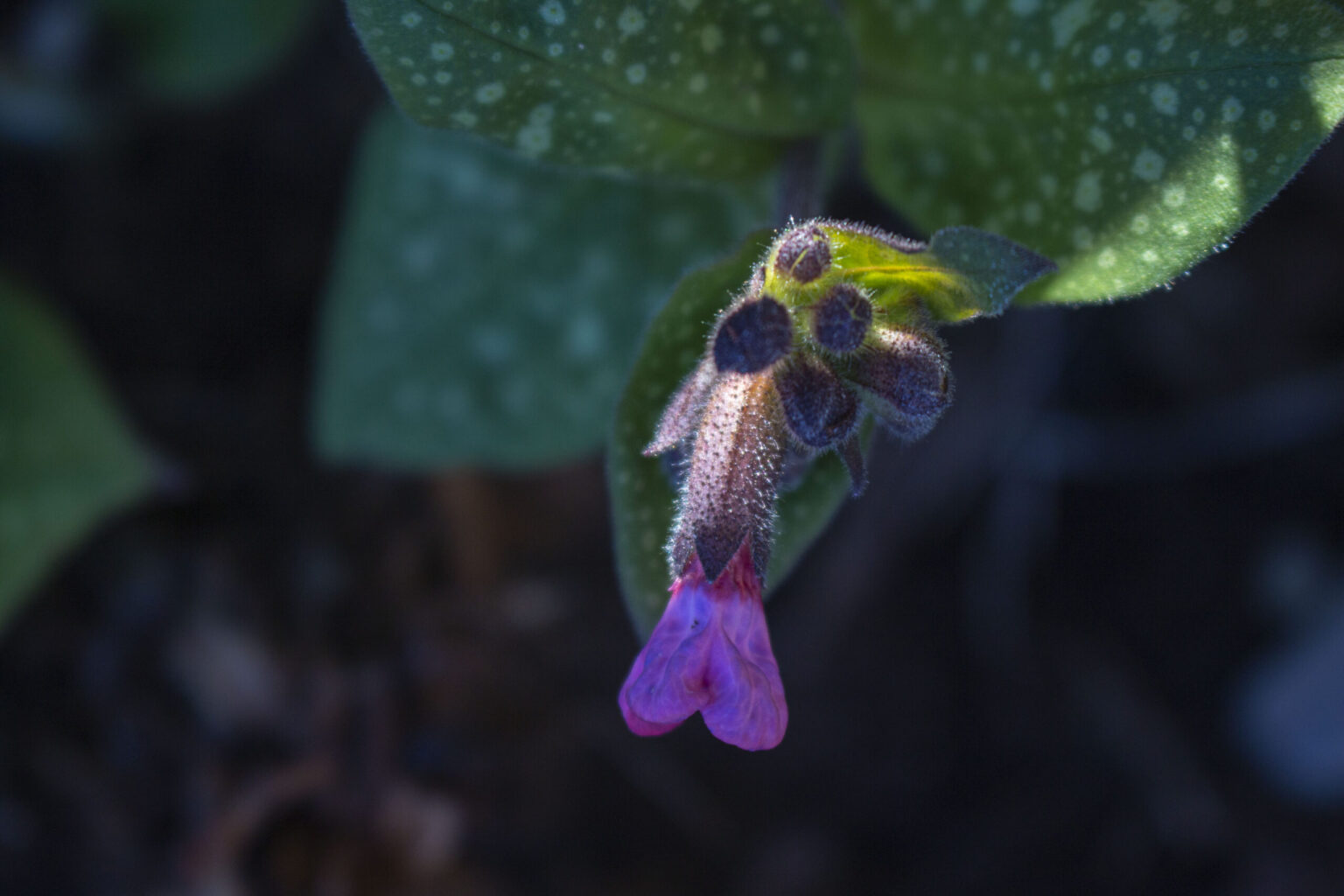 Lungeurt [ Dejlig staude til forårshaven ] Guide til udplantning & pasning