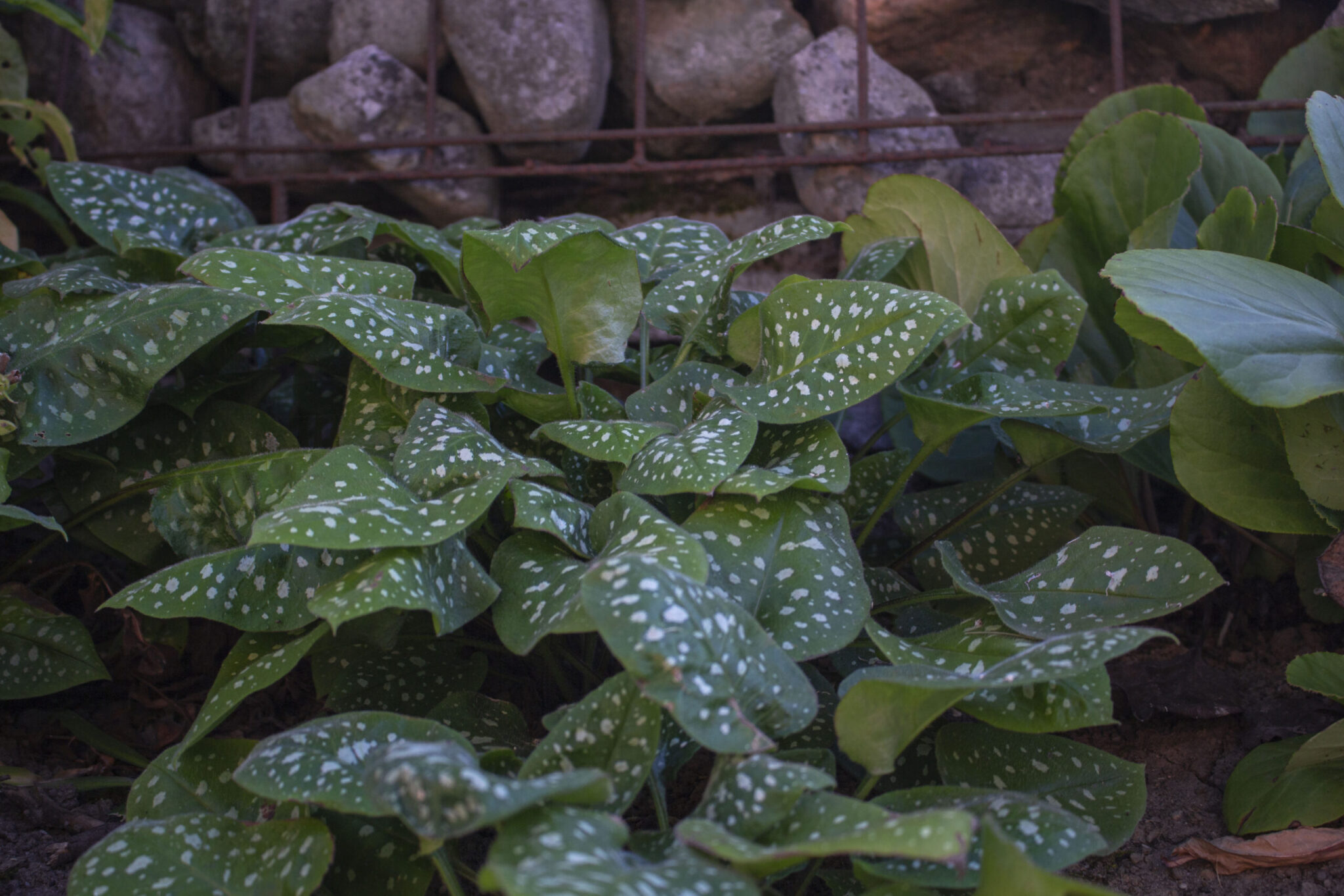 Lungeurt [ Dejlig staude til forårshaven ] Guide til udplantning & pasning