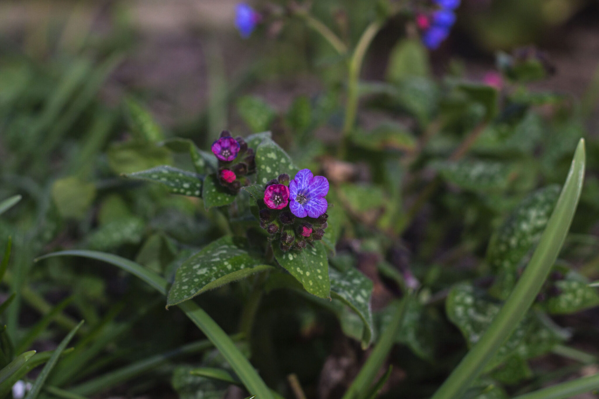 Lungeurt [ Dejlig staude til forårshaven ] Guide til udplantning & pasning