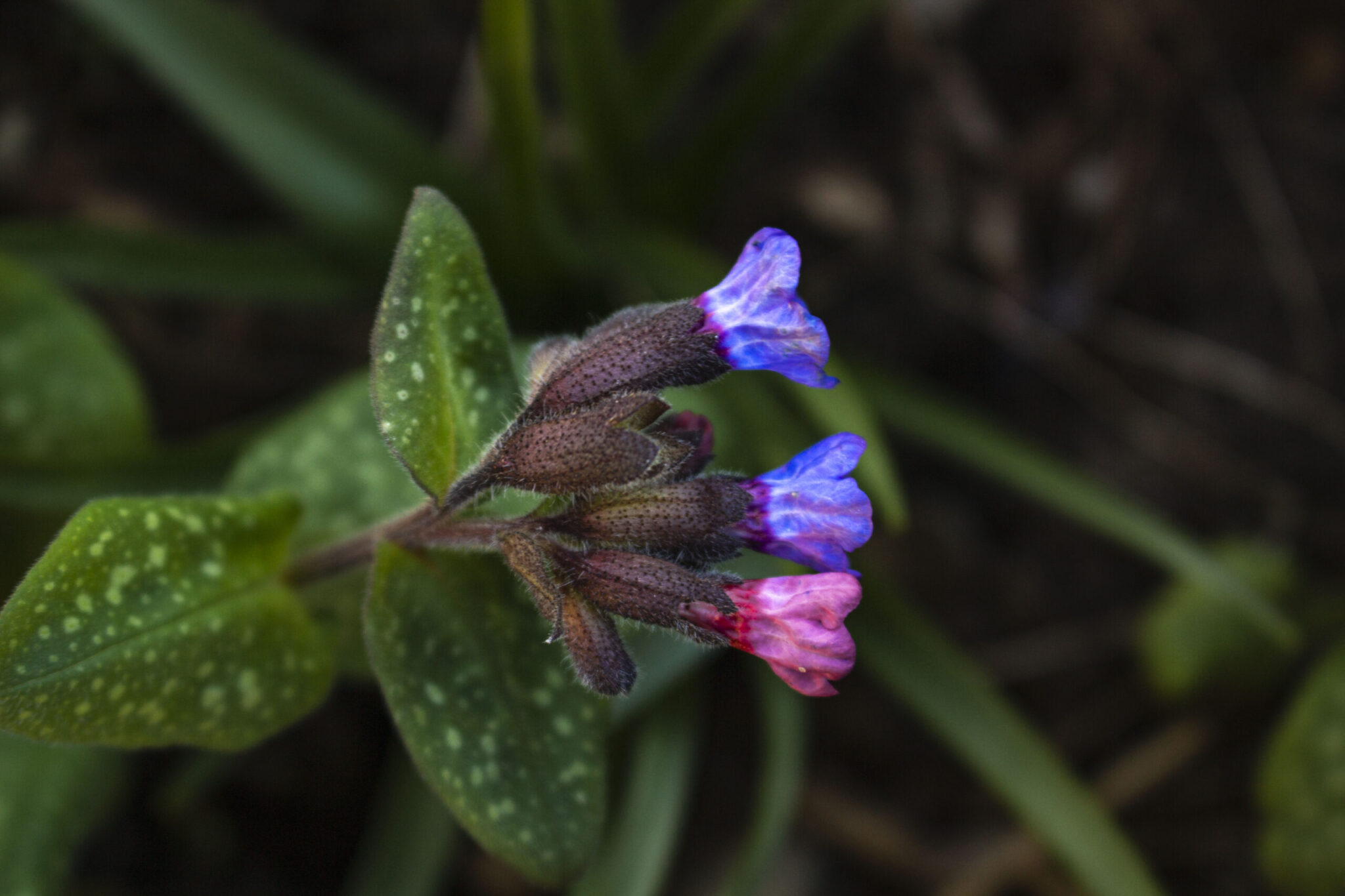 Lungeurt [ Dejlig staude til forårshaven ] Guide til udplantning & pasning
