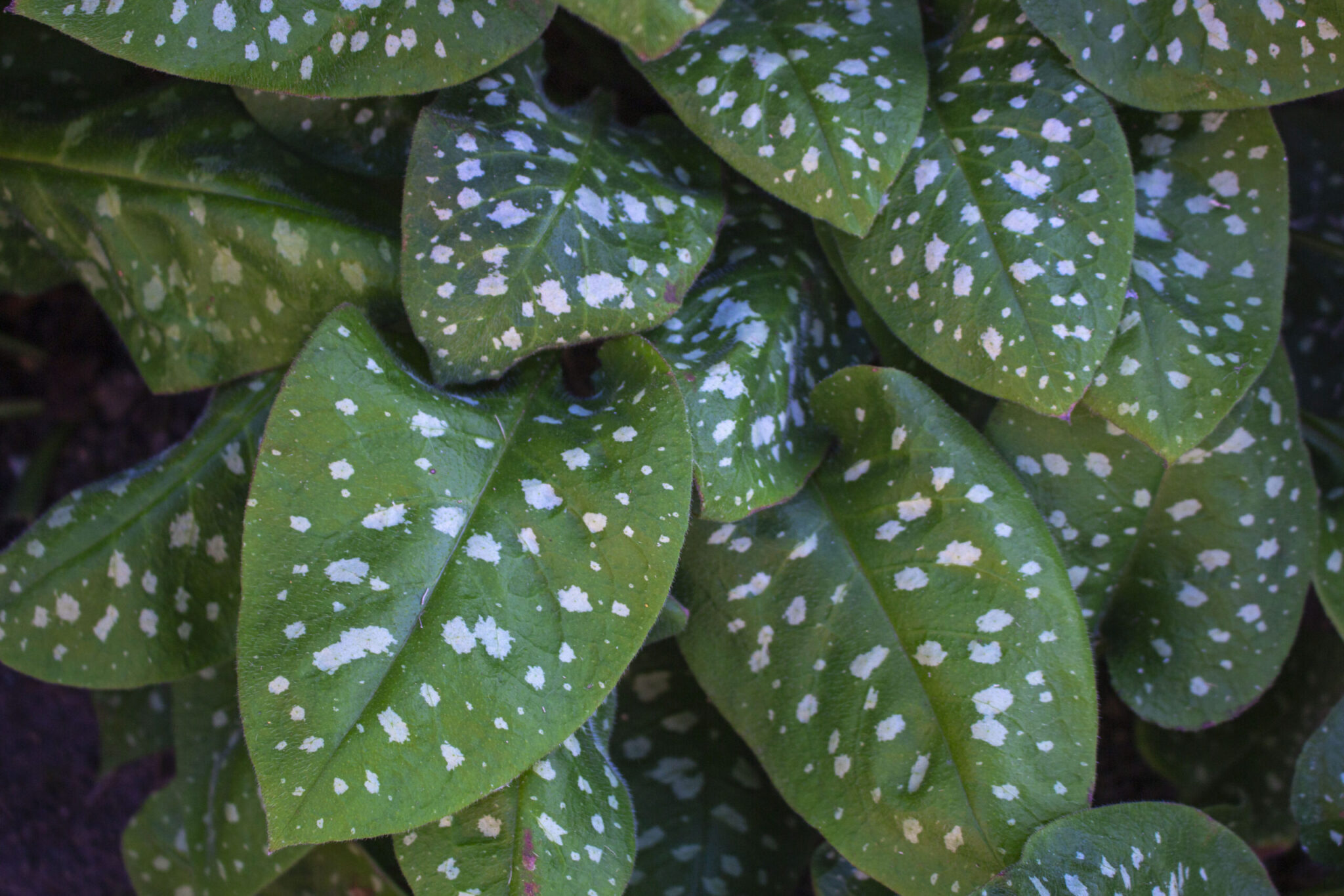 Lungeurt [ Dejlig staude til forårshaven ] Guide til udplantning & pasning