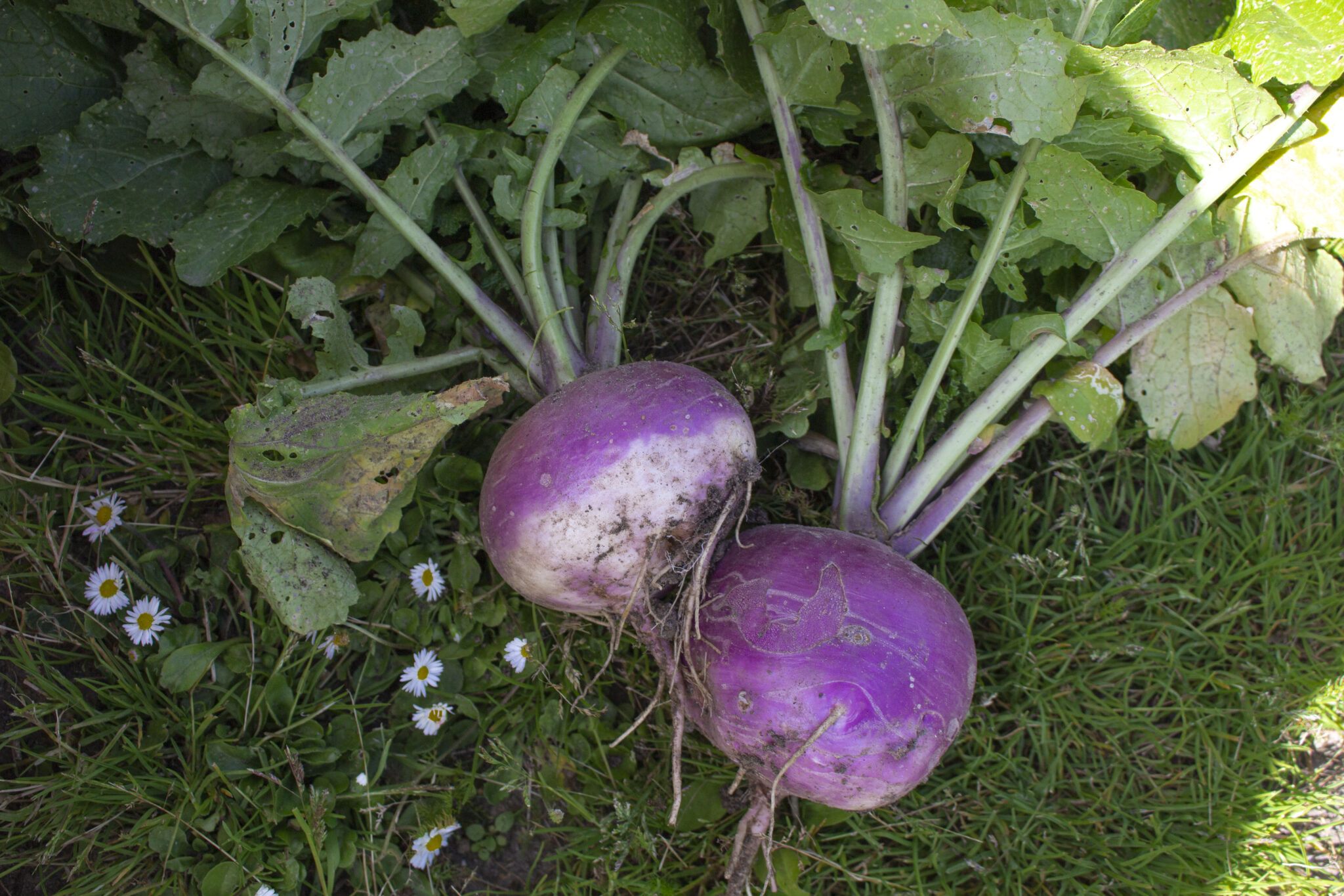 Majroe [ Fra frø til høst ] Guide til dyrkning, opbevaring & opskrifter