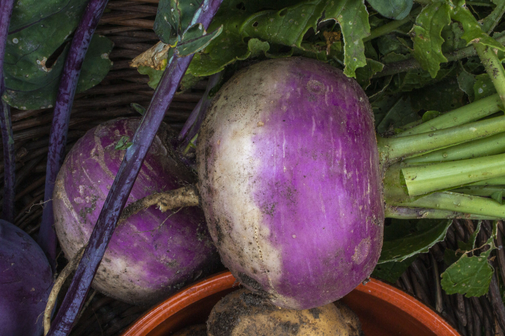 Majroe [ Fra frø til høst ] Guide til dyrkning, opbevaring & opskrifter