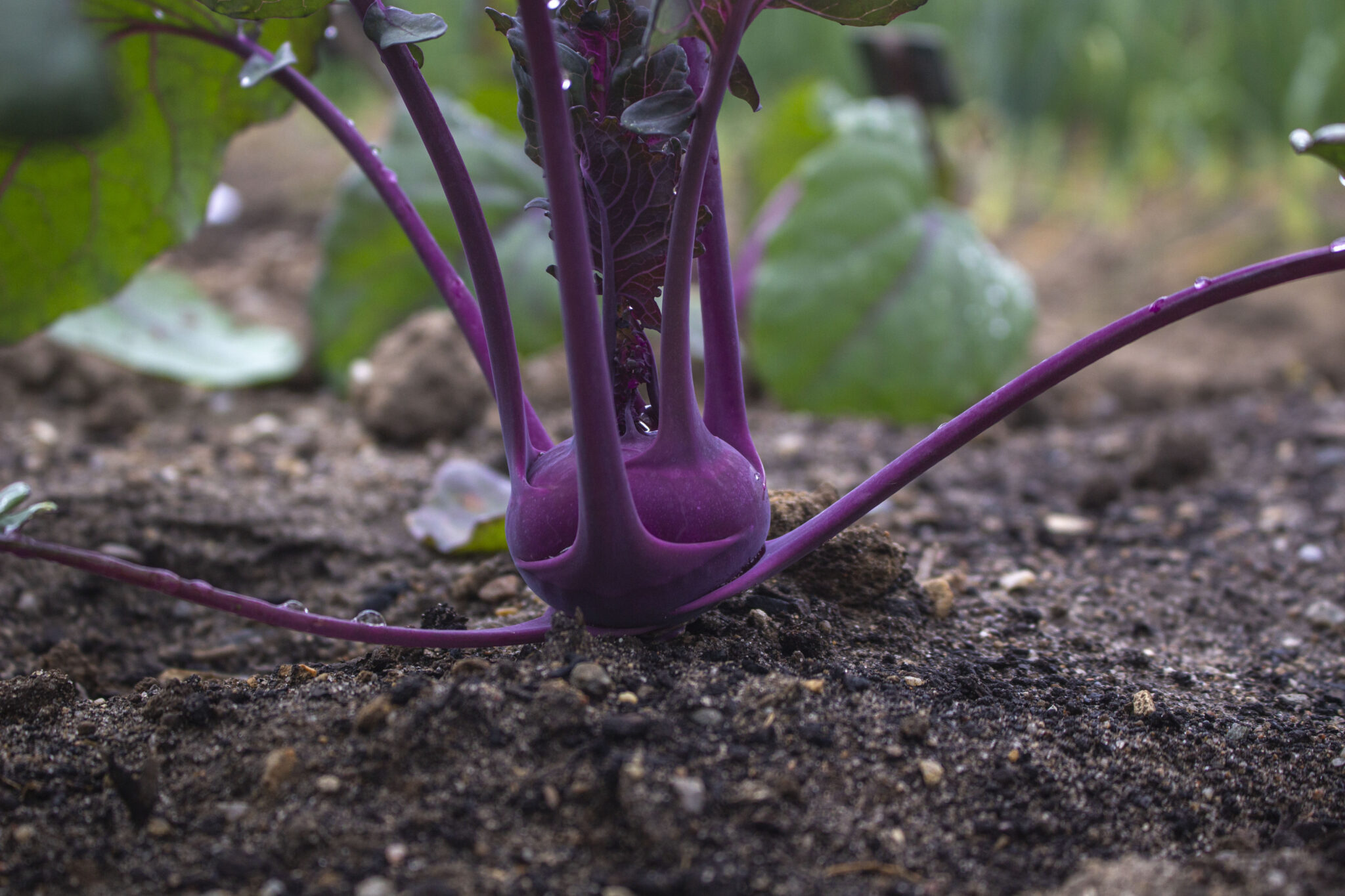 Majroe [ Fra frø til høst ] Guide til dyrkning, opbevaring & opskrifter