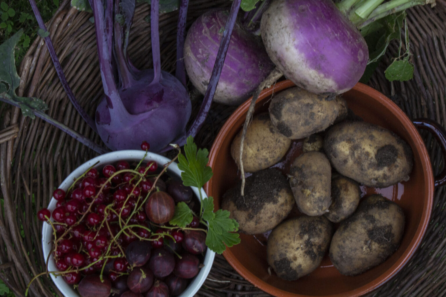 Majroe [ Fra frø til høst ] Guide til dyrkning, opbevaring & opskrifter