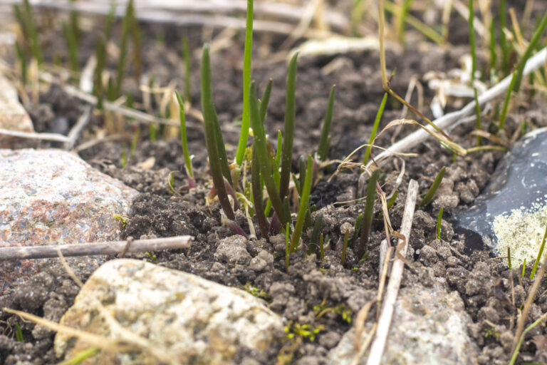 Purløg [ Guide til dyrkning af purløg ] Fra frø til plukkeklar plante