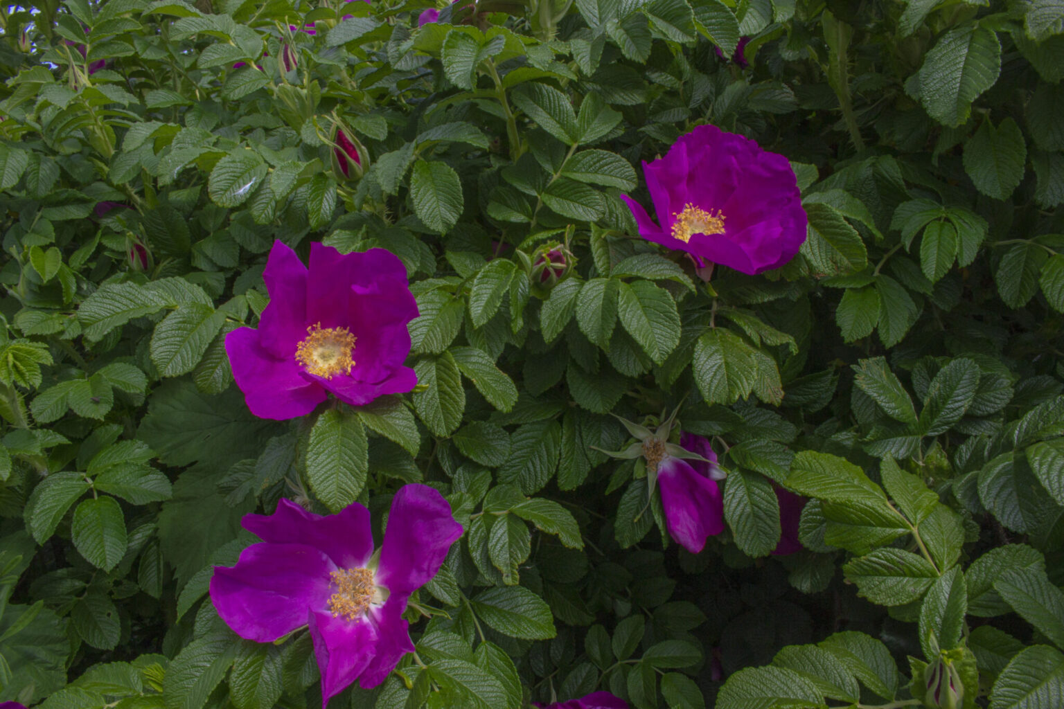 Alt du skal vide om hyben [ Se mere her ] Høst, sorter, virkning & dyrkning