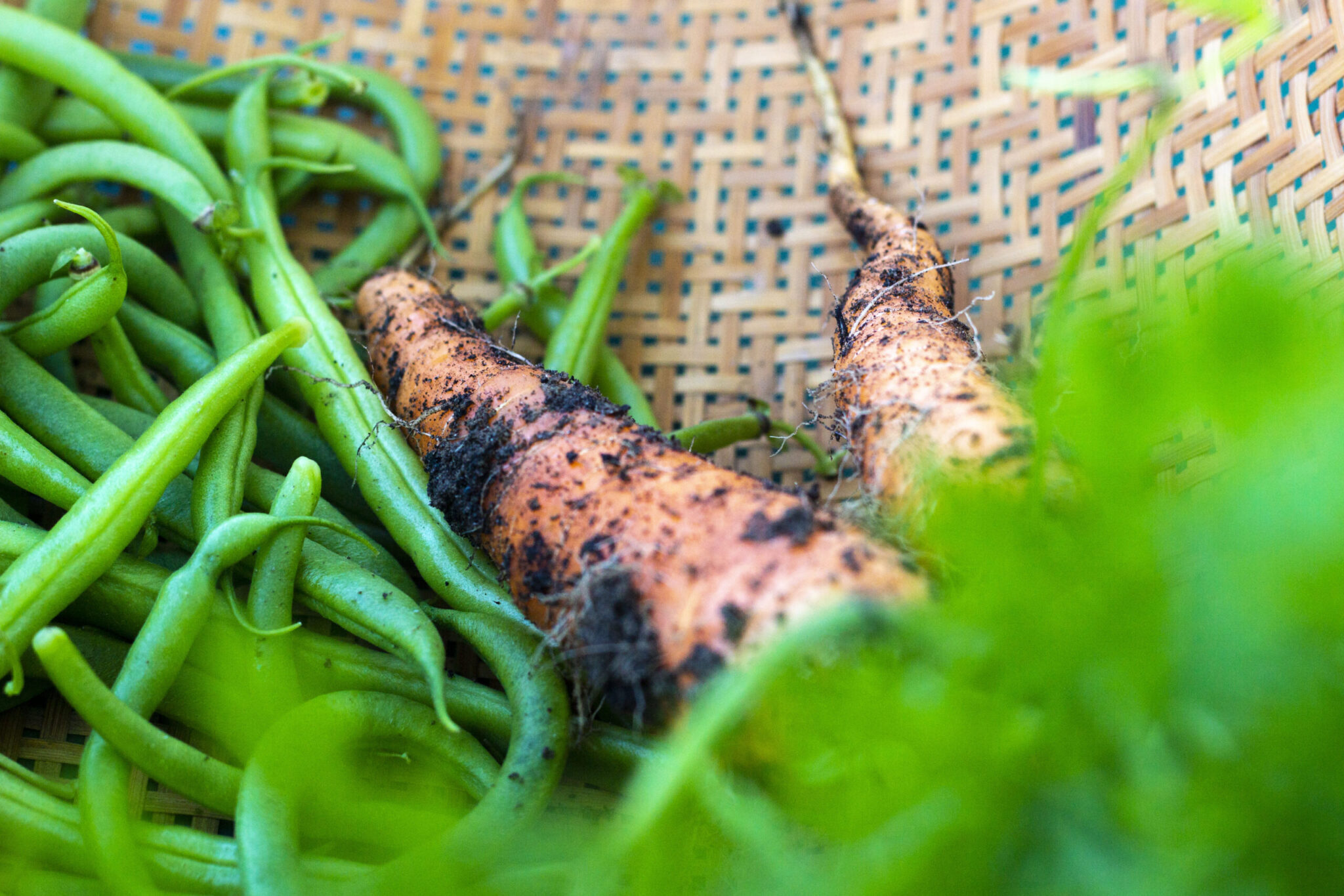 Dyrk dine egne gulerødder [ Trin for trin ] Havens sprøde rødder