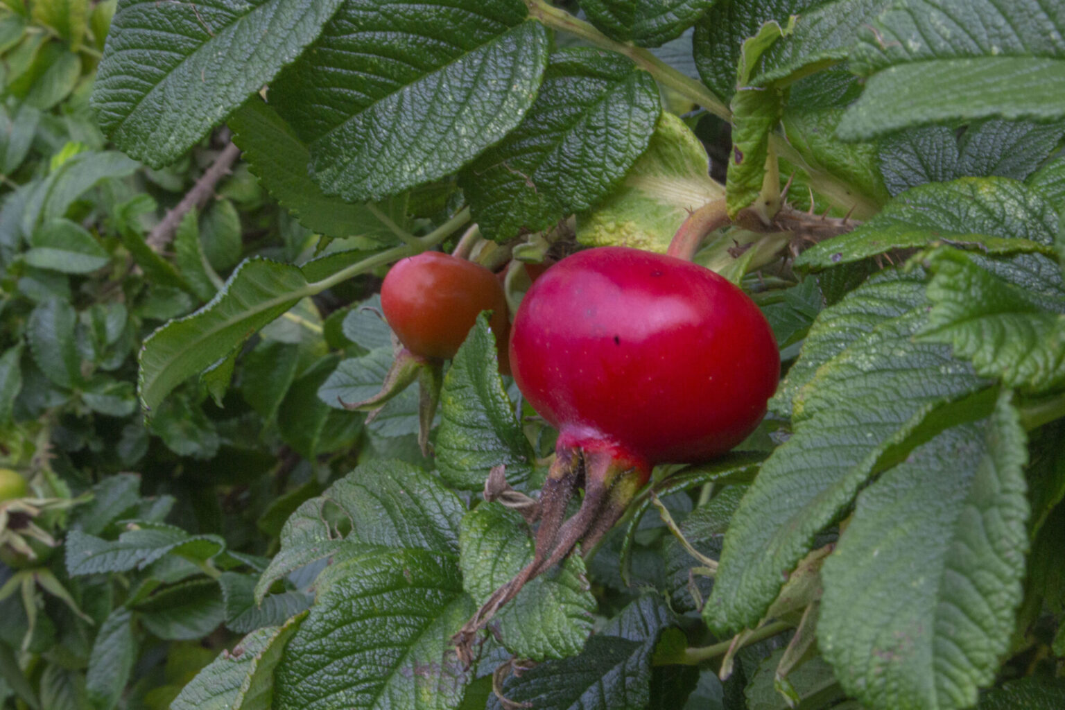 Alt du skal vide om hyben [ Se mere her ] Høst, sorter, virkning & dyrkning