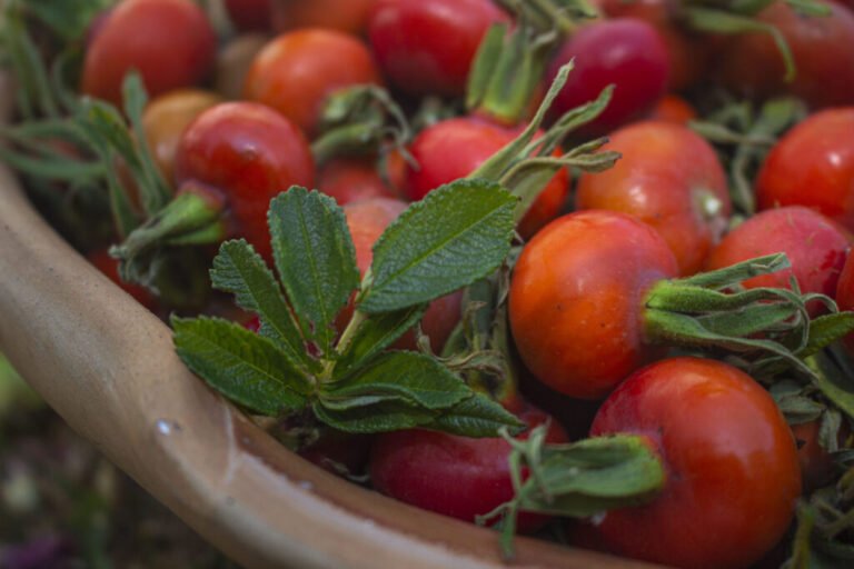 Alt du skal vide om hyben [ Se mere her ] Høst, sorter, virkning & dyrkning