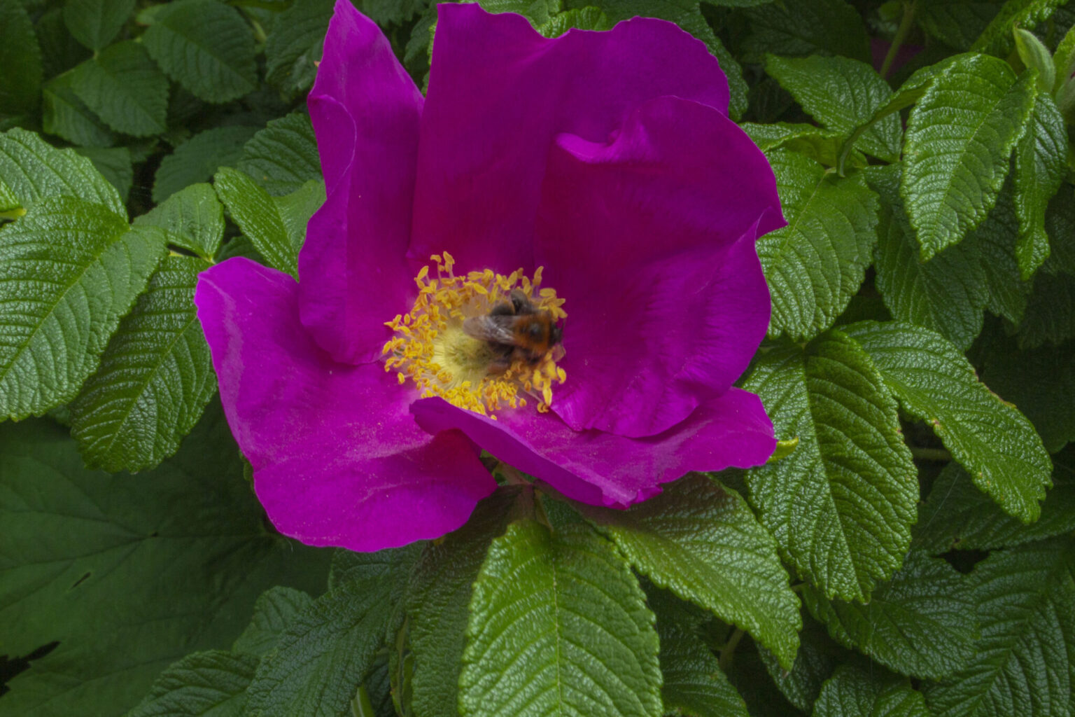 Alt du skal vide om hyben [ Se mere her ] Høst, sorter, virkning & dyrkning