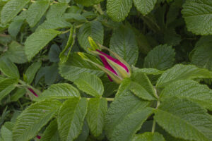 Alt du skal vide om hyben [ Se mere her ] Høst, sorter, virkning & dyrkning