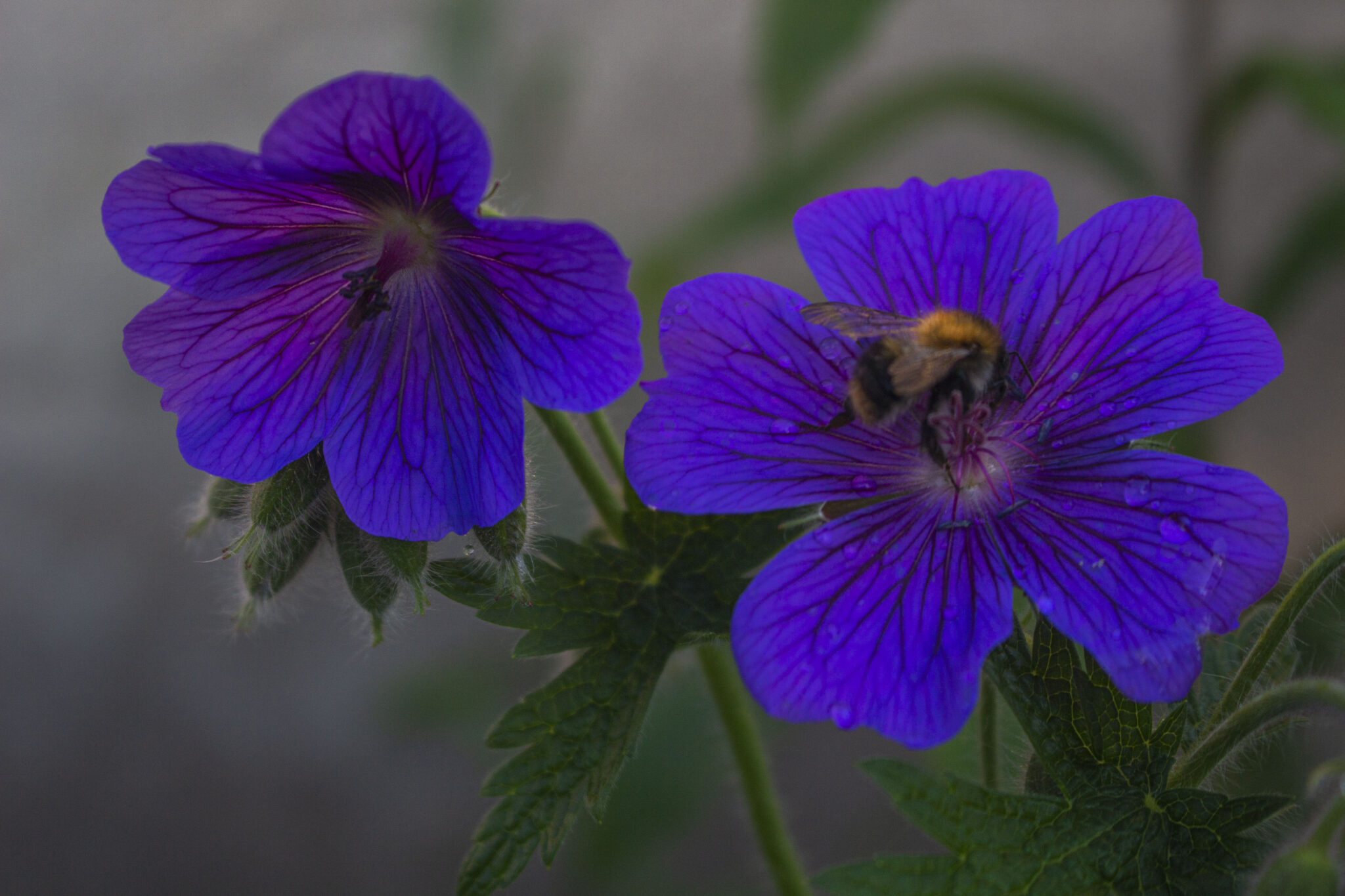 Storkenæb - Geranium [ Guide til udplantning & pasning ] Liste med sorter