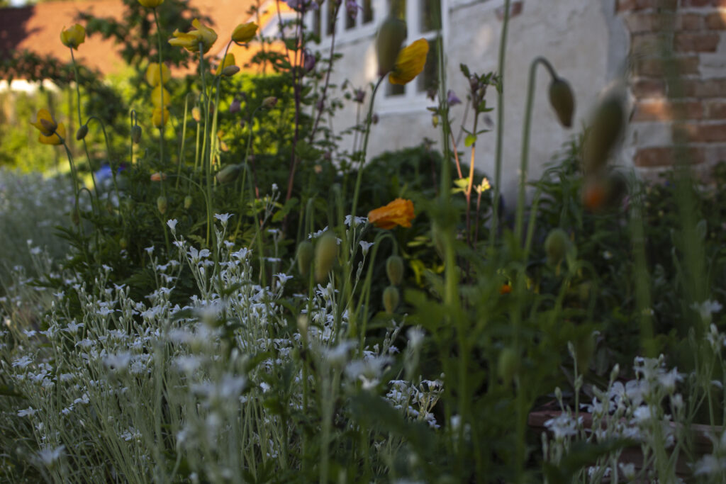 Guide: Sådan får du et flot staudebed → Fra planlægning til etablering