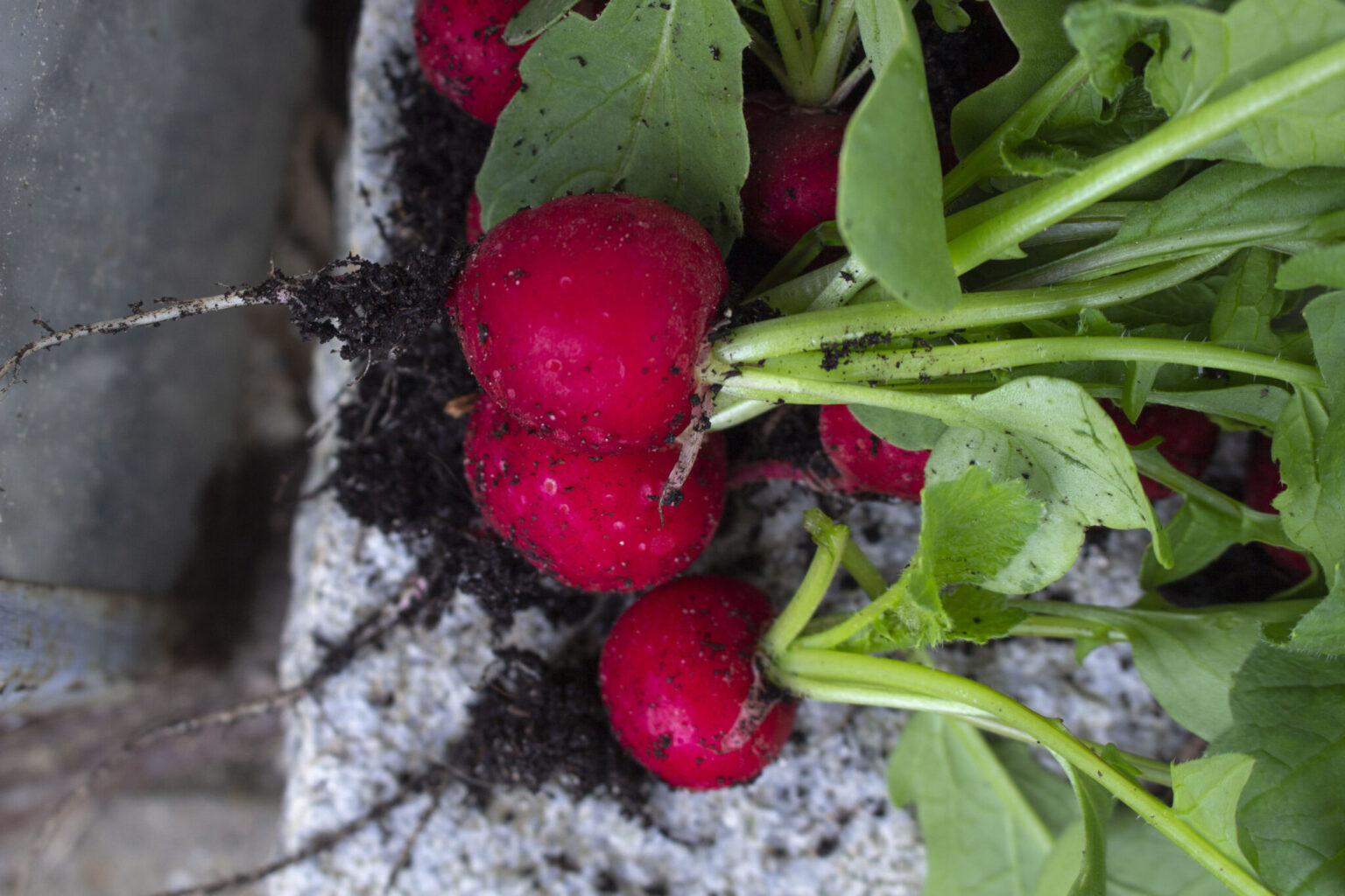Dyrk dine egne radiser [ Guide til en tidlig høst ] Trin for trin