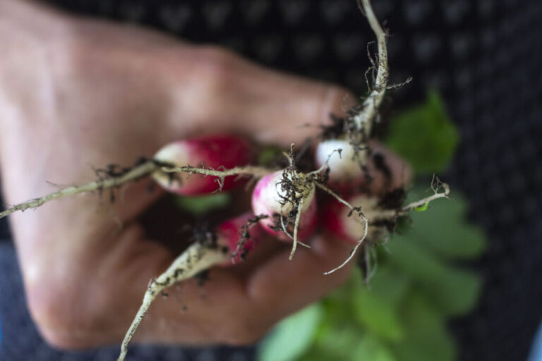 Dyrk dine egne radiser [ Guide til en tidlig høst ] Trin for trin