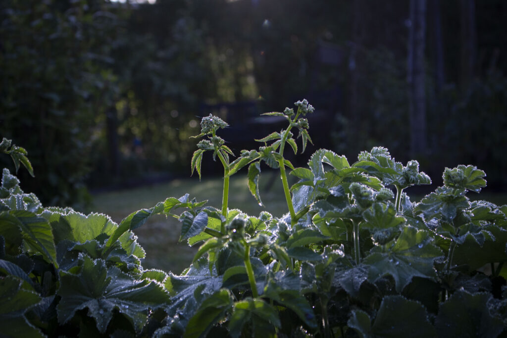 Guide: Sådan får du et flot staudebed → Fra planlægning til etablering