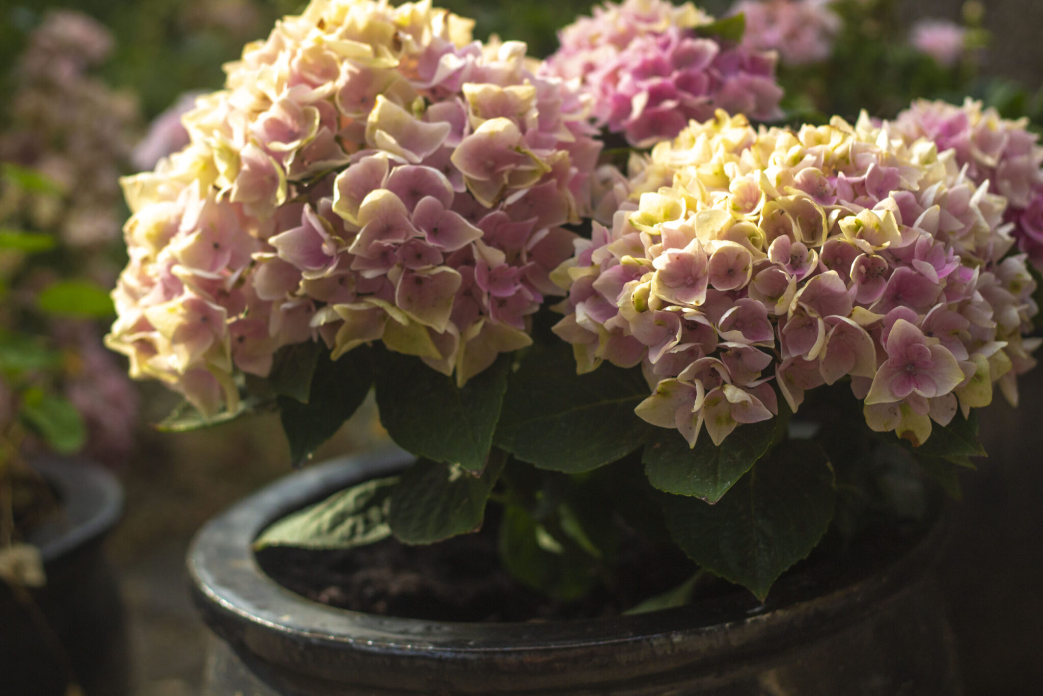 Hortensia I Din guide til udplantning & pasning af hortensia
