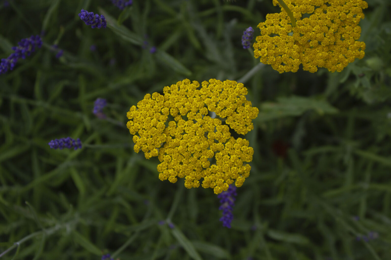 Røllike [Guide til udplanintning & pasning ] Flere sorter af Achillea