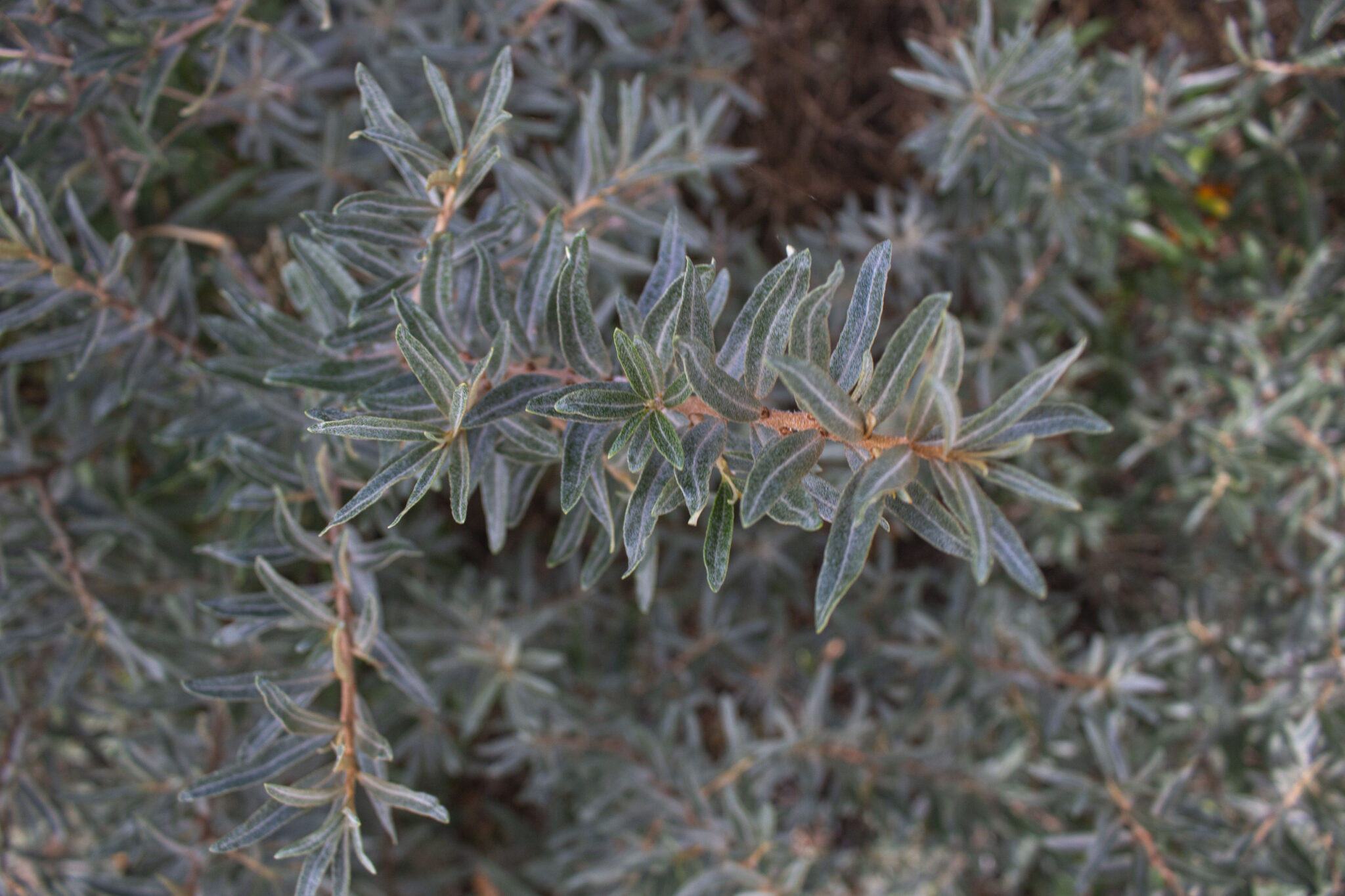 Havtorn [ Sådan dyrker du dem i haven ] Guide fra udplantning til høst