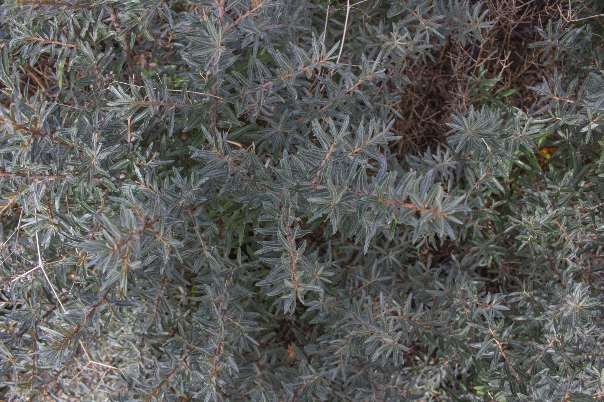 Havtorn [ Sådan dyrker du dem i haven ] Guide fra udplantning til høst