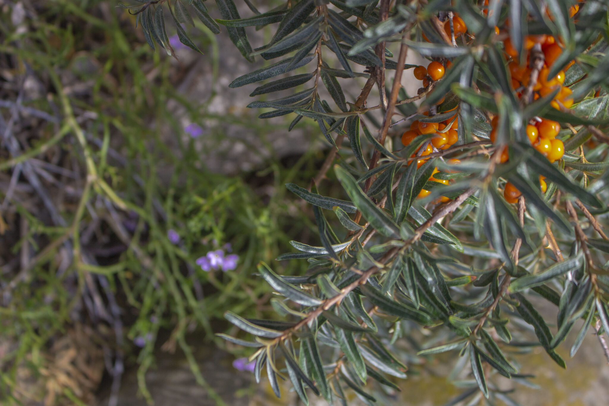 Havtorn [ Sådan dyrker du dem i haven ] Guide fra udplantning til høst