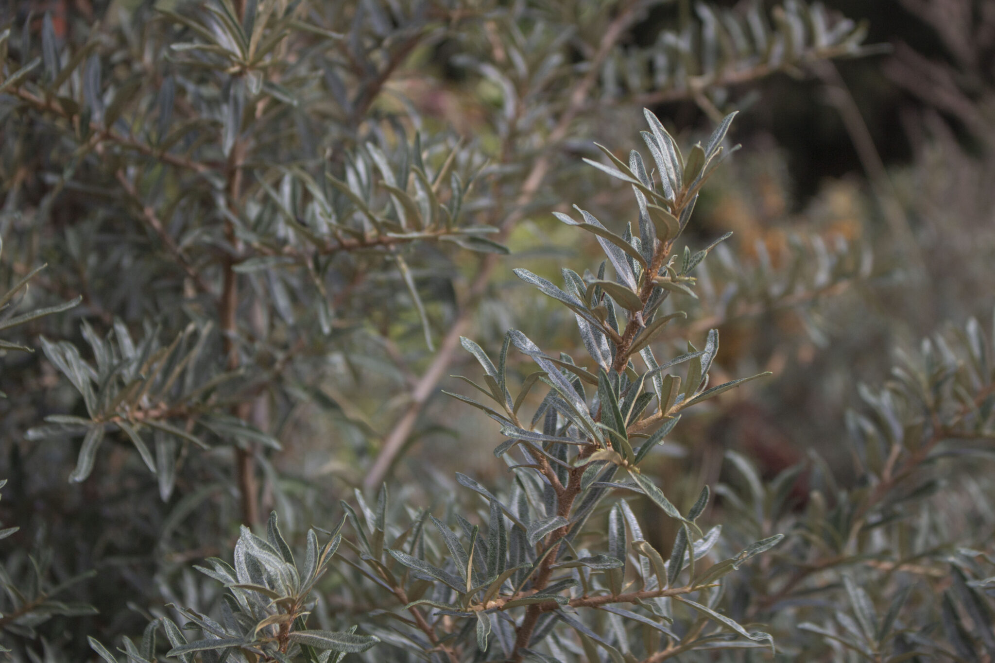 Havtorn [ Sådan dyrker du dem i haven ] Guide fra udplantning til høst