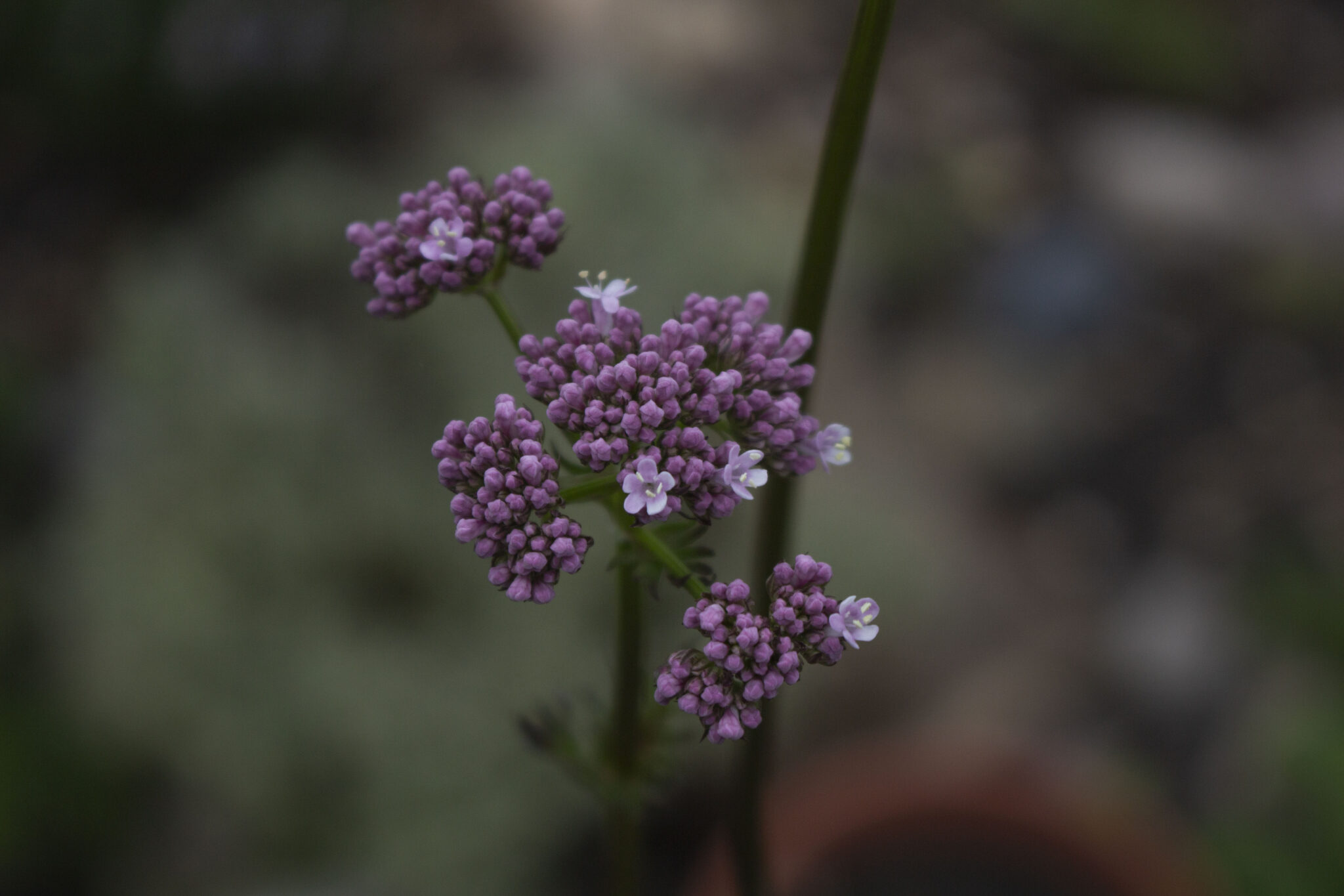 Hjemmehørende planter [ Liste med gode arter ] Til høj biodiversitet